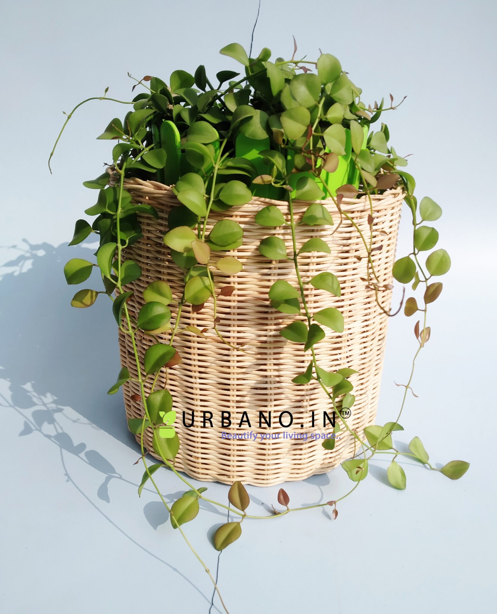 White Cane Planter - URBANO.IN Round white Cane Planter