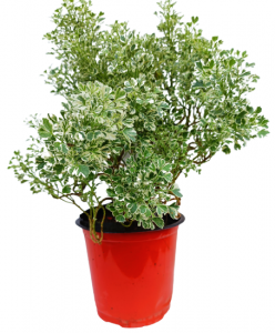 Variegated White Aralia Plant - URBANO.IN Variegated white aralia plant