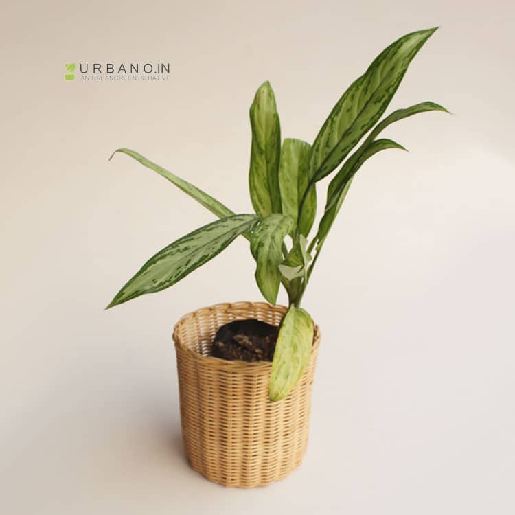 White Cane Planter - URBANO.IN Round White Cane Planter
