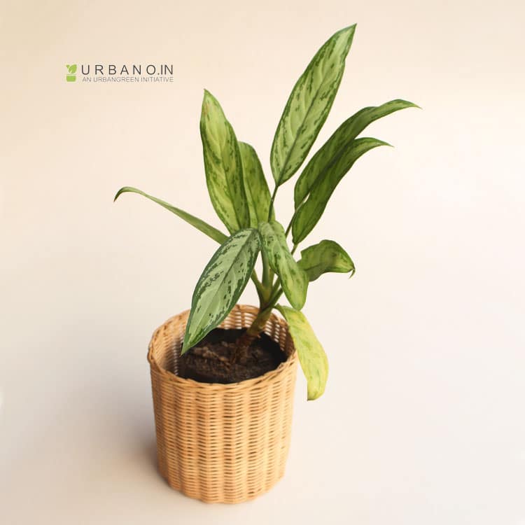 White Cane Planter - URBANO.IN Round White Cane Planter