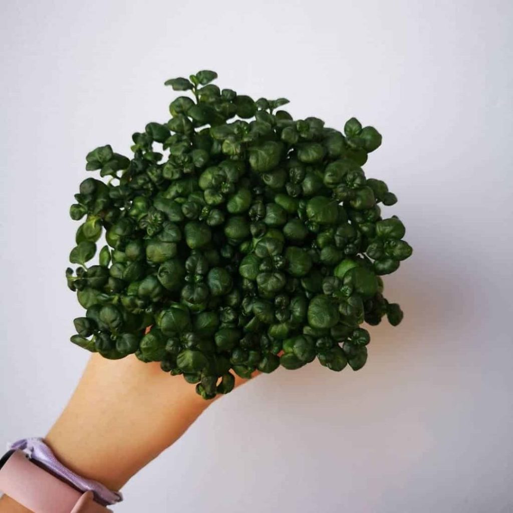 Bubble indoor plant