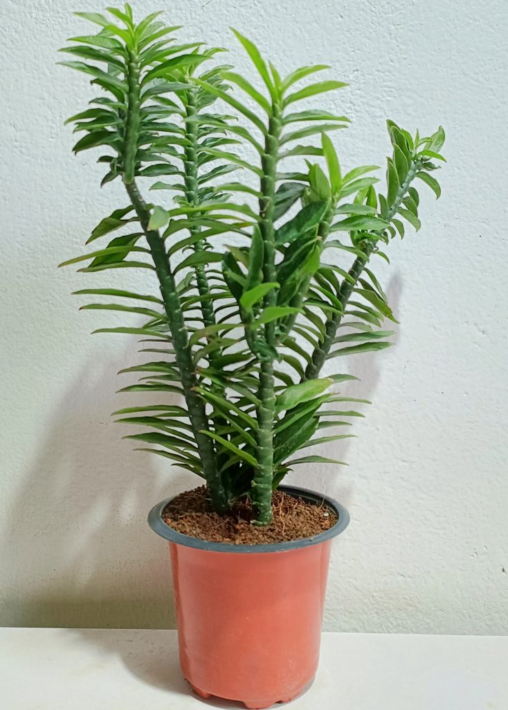 Pedilanthus Tithymaloides Nana Plant - URBANO.IN indoor plant online