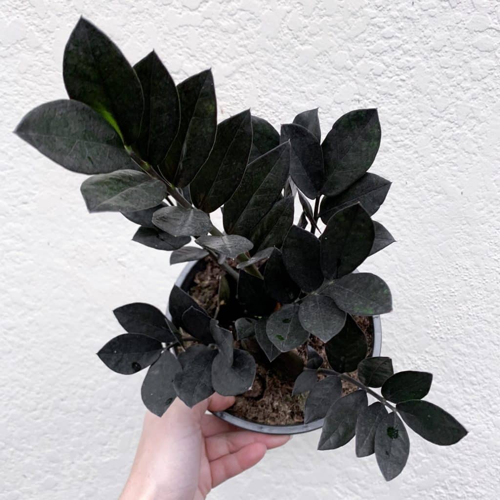Raven black zz plant
