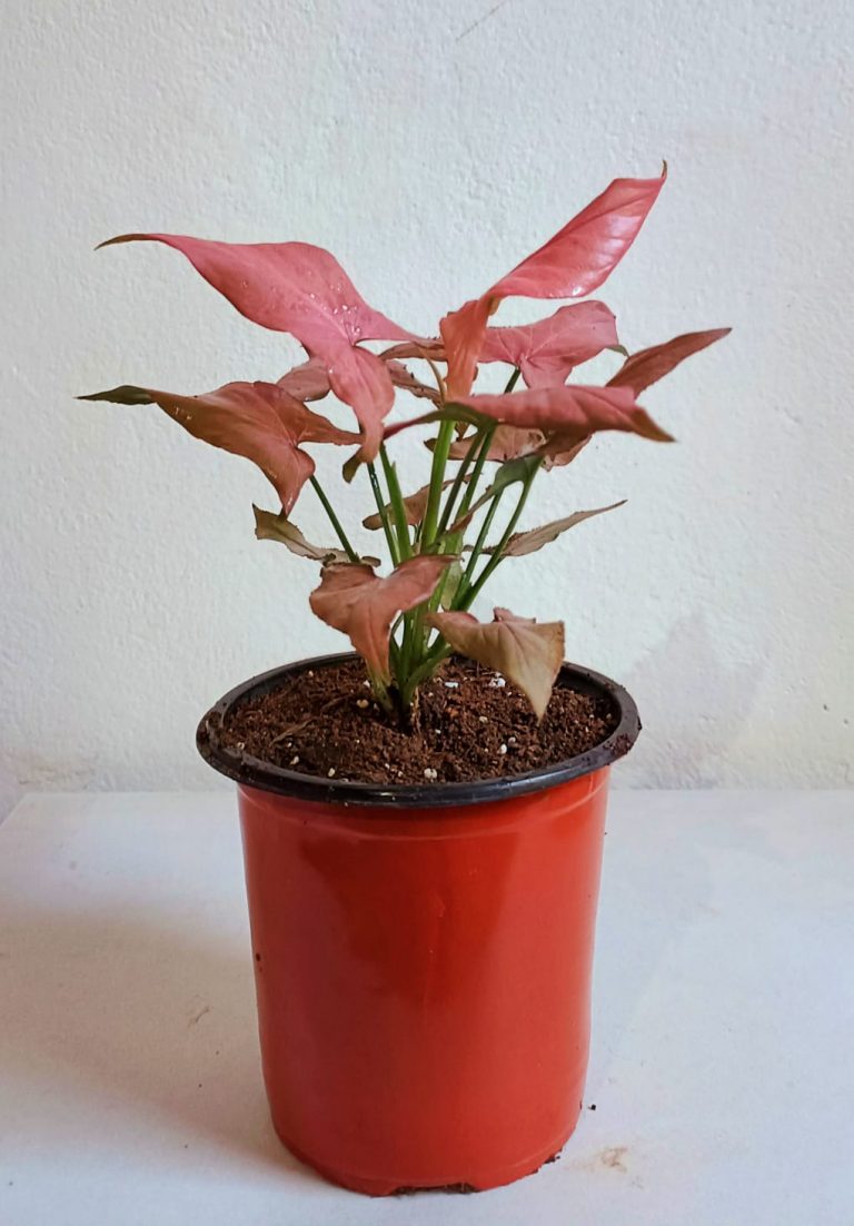 Syngonium Pink Lady Plant - URBANO.IN Syngonium pink lady plant